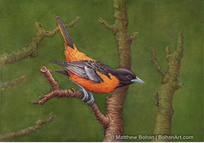 Baltimore Oriole Sketch « Bohan Art