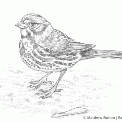 White-crowned Sparrow - Bohan Art