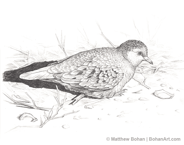Common Ground Dove Pencil Sketch p35 - Bohan Art