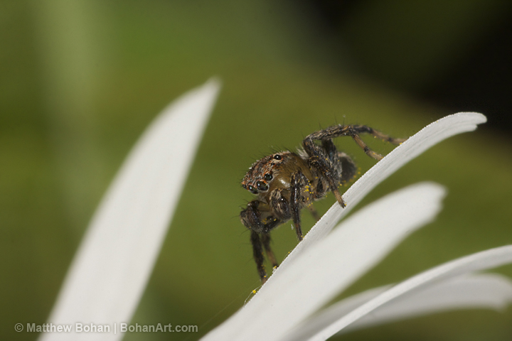 More Backyard Jumping Spiders - Bohan Art