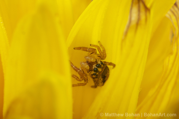 Backyard Jumping Spider Photos - Bohan Art
