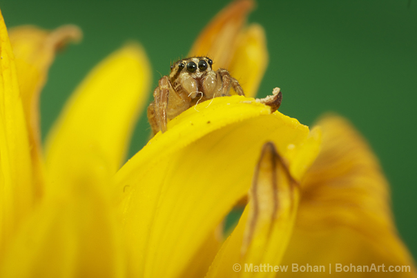 Backyard Jumping Spider Photos - Bohan Art