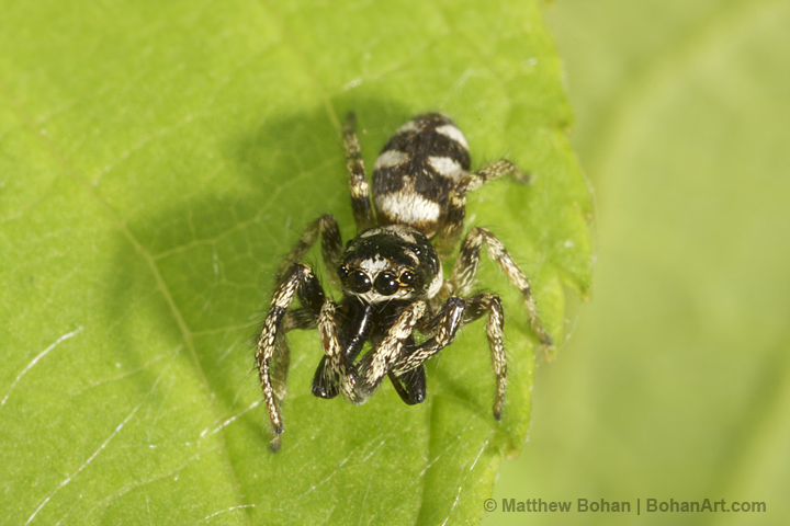 More Backyard Jumping Spiders - Bohan Art