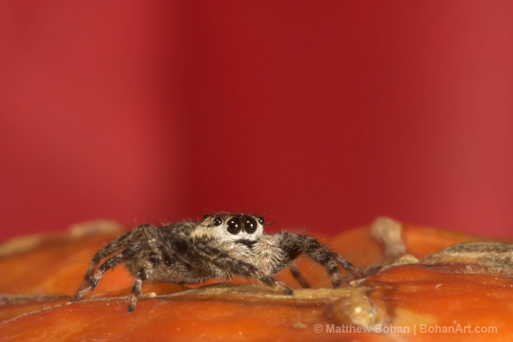 More Backyard Jumping Spiders - Bohan Art