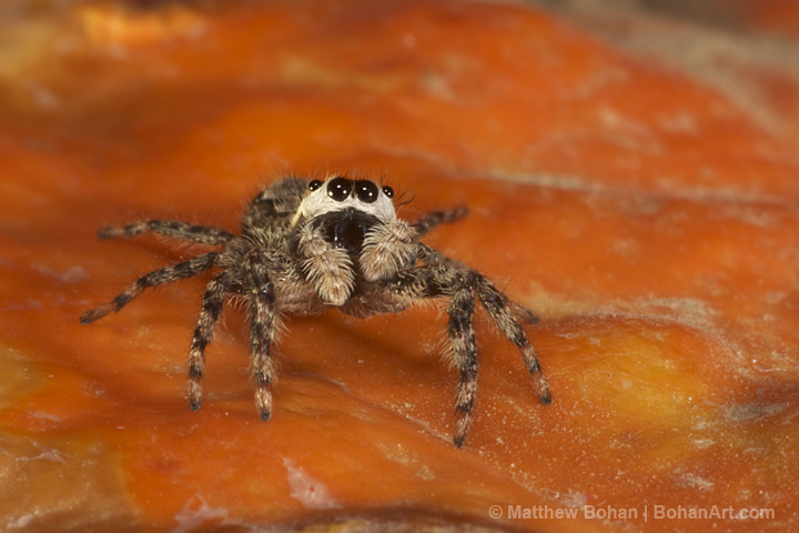 More Backyard Jumping Spiders - Bohan Art