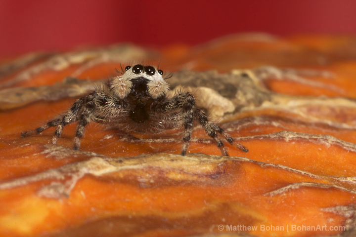More Backyard Jumping Spiders - Bohan Art