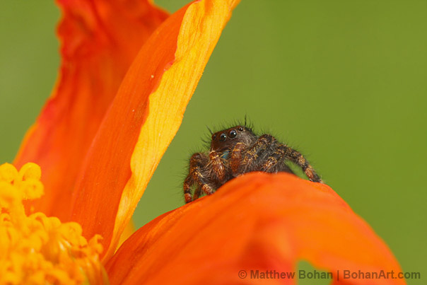 Backyard Jumping Spider Photos - Bohan Art