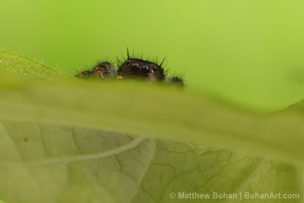 Backyard Jumping Spider Photos - Bohan Art