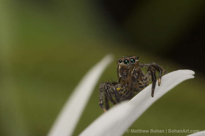 More Backyard Jumping Spiders - Bohan Art