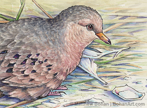 Common Ground Dove Watercolor and Ink Step-by-Step - Bohan Art
