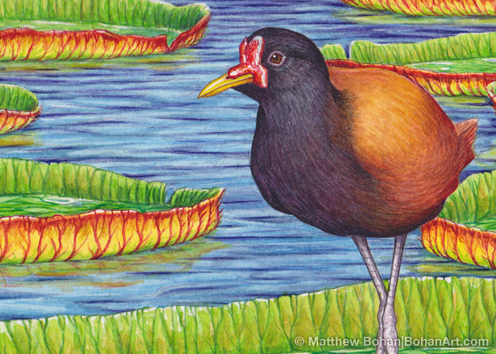 Watercolors - Bohan Art