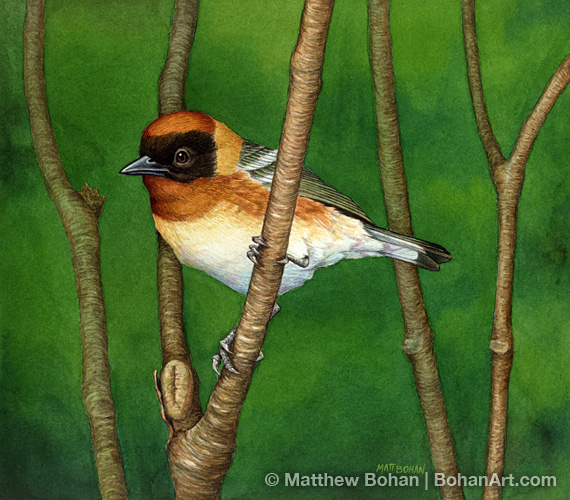 Watercolors - Bohan Art