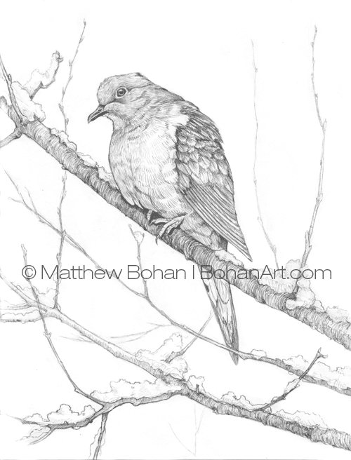 How To Draw A Dove Bird Step By Step