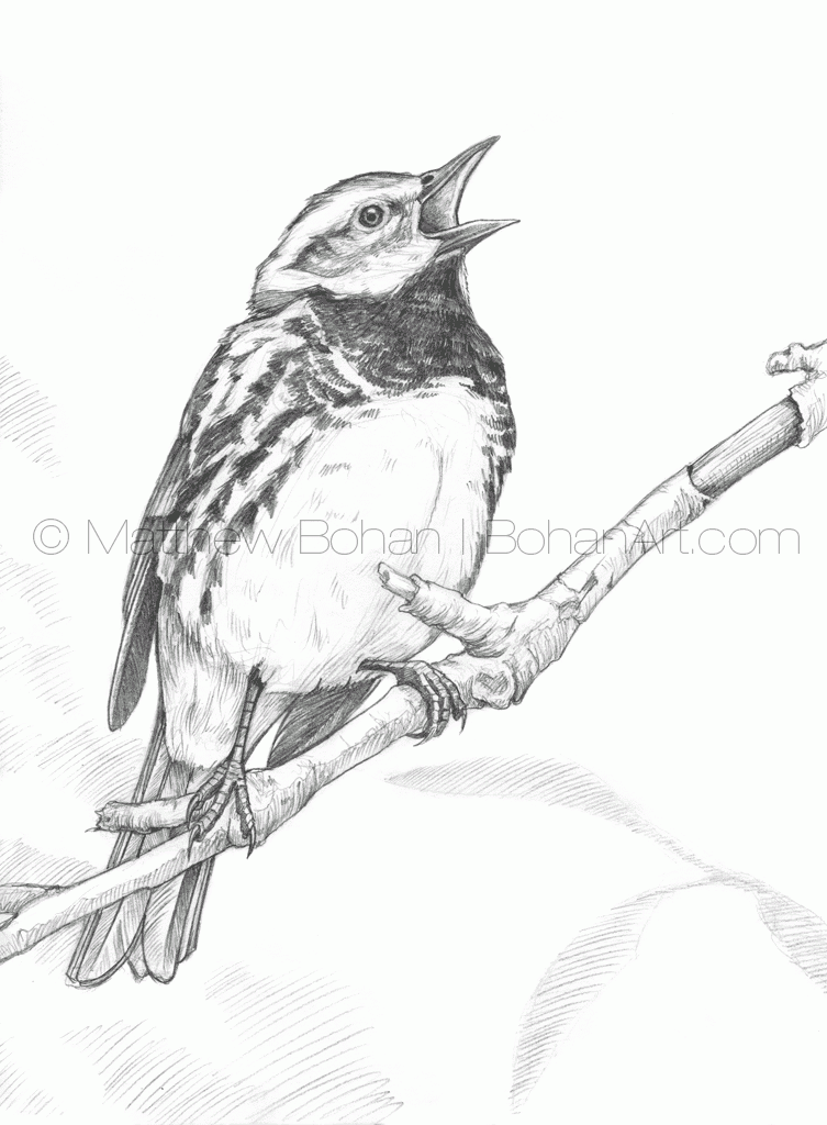 Black-throated Green Warbler, Pencil Sketch p77 - Bohan Art