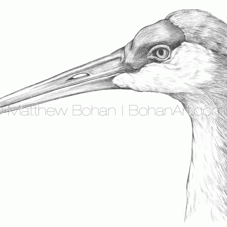Diving Brown Pelican Pencil Sketch p76 – Bohan Art