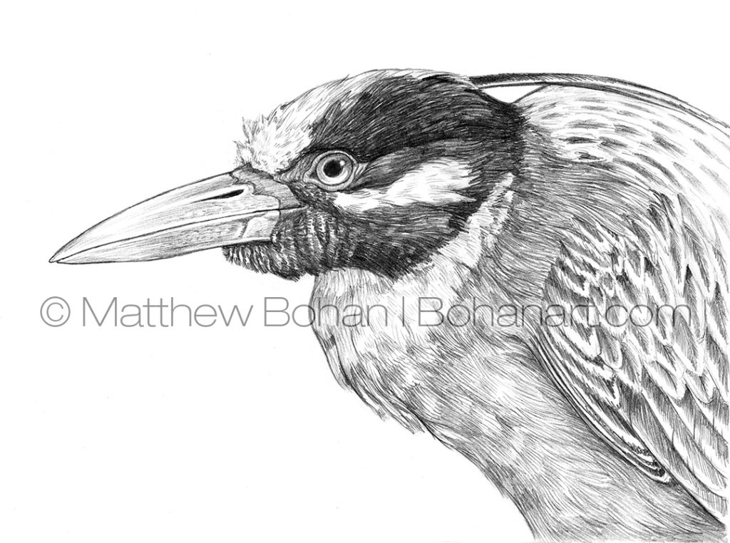 Yellow-crowned Night Heron Pencil Sketch p81 - Bohan Art