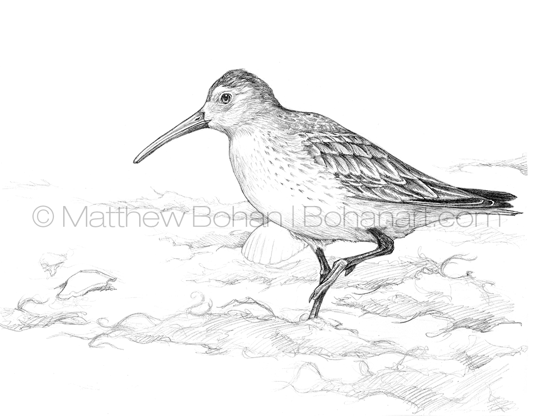 Dunlin Pencil Sketch p85 - Bohan Art
