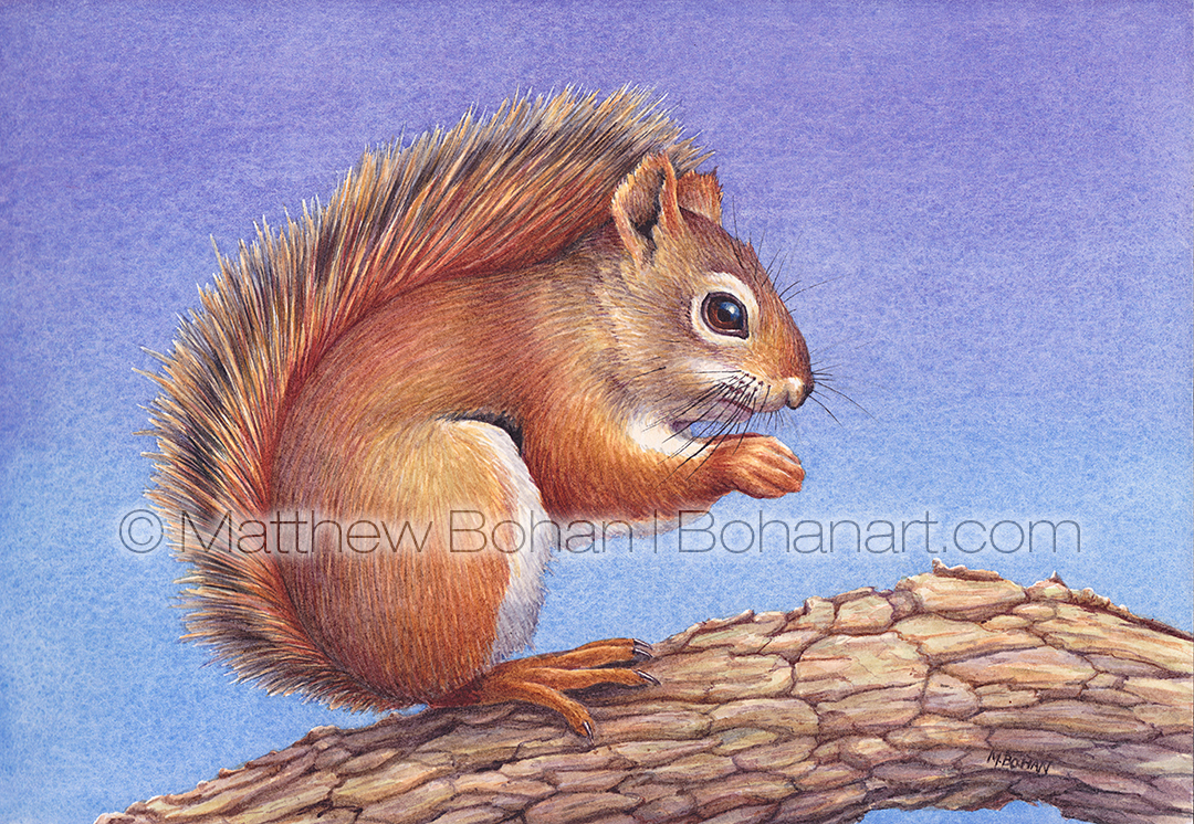 Squirrel Colored Pencil Drawing