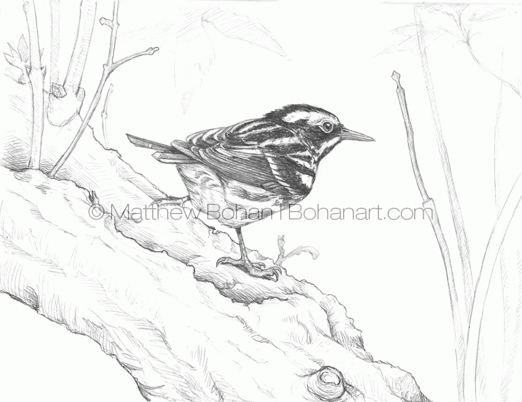 Black and White Warbler Pencil Sketch p90 - Bohan Art