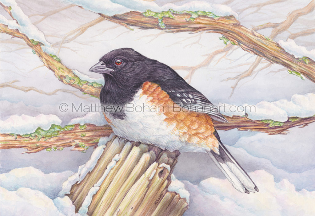 Eastern Towhee Pencil Sketch p44 « Bohan Art
