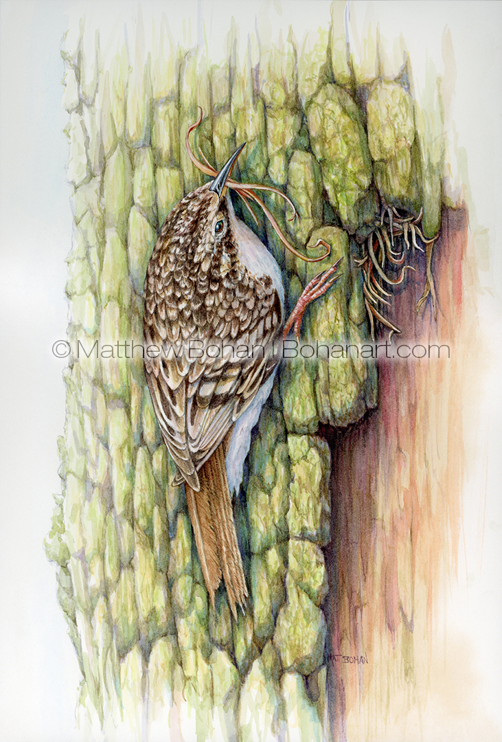 Brown Creeper Building Nest Transparent Watercolor - Bohan Art