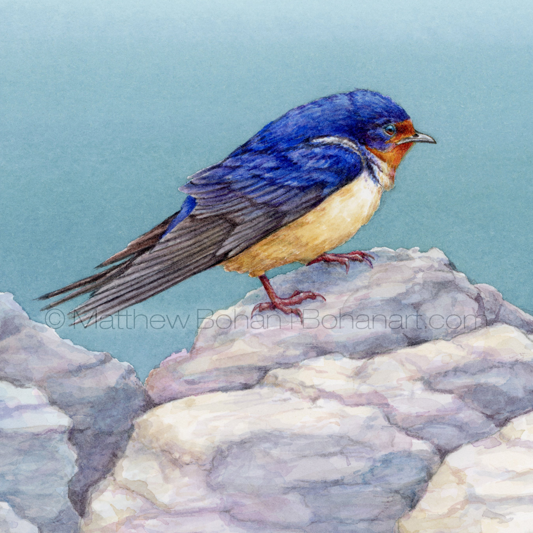 Barn Swallows and Tree Swallows on Breakwall Transparent Watercolor and ...