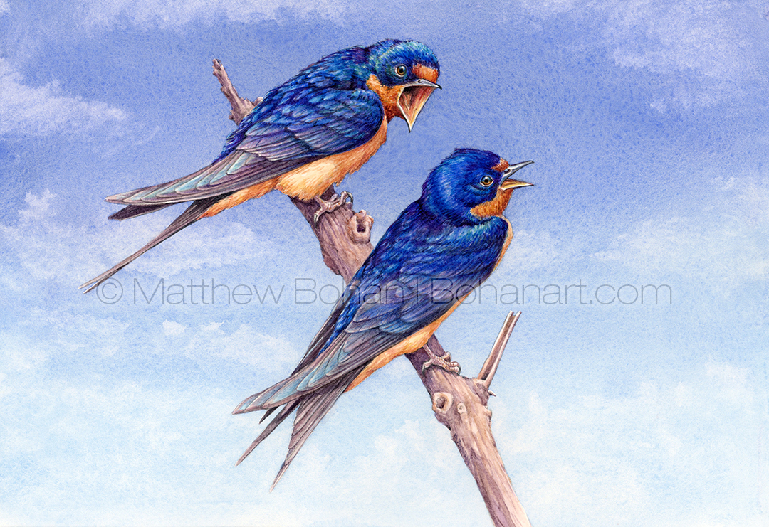 Barn Swallows Transparent Watercolor - Bohan Art
