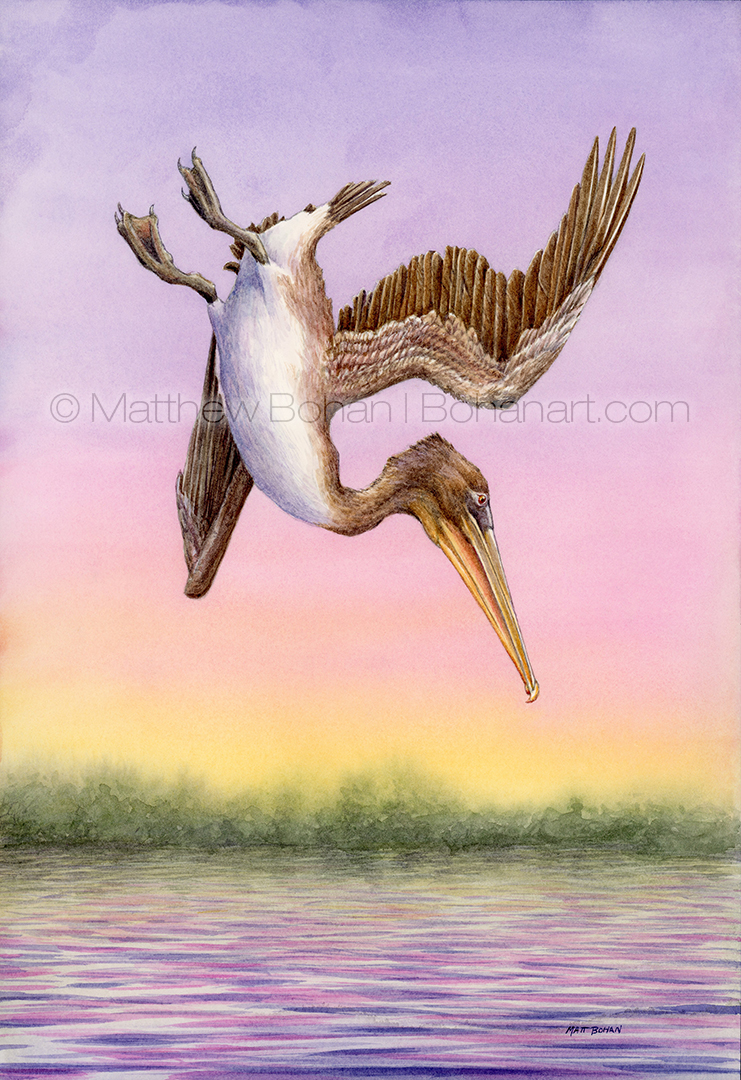 Diving Brown Pelican Transparent Watercolor and Time-lapse Video ...