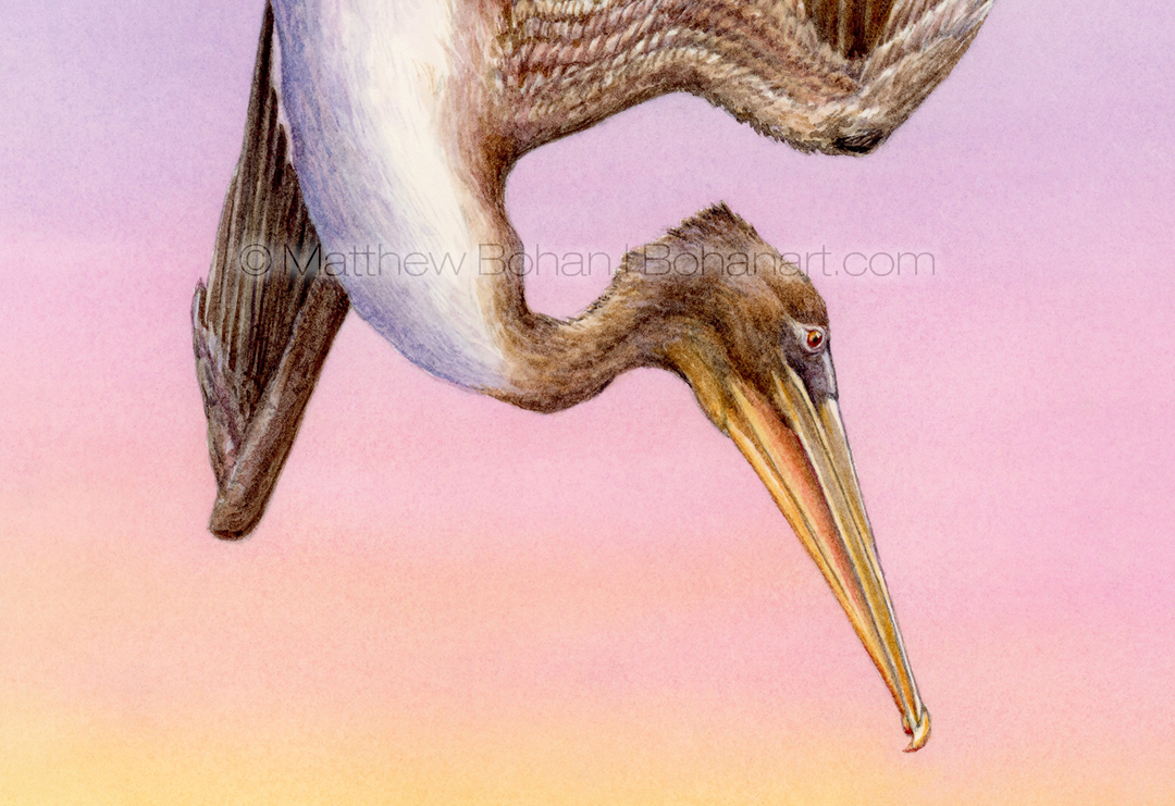 Diving Brown Pelican Transparent Watercolor and Time-lapse Video ...