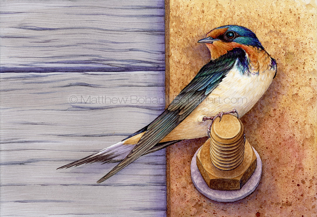Barn Swallow on Bolt: Transparent Watercolor and Time-lapse Video ...