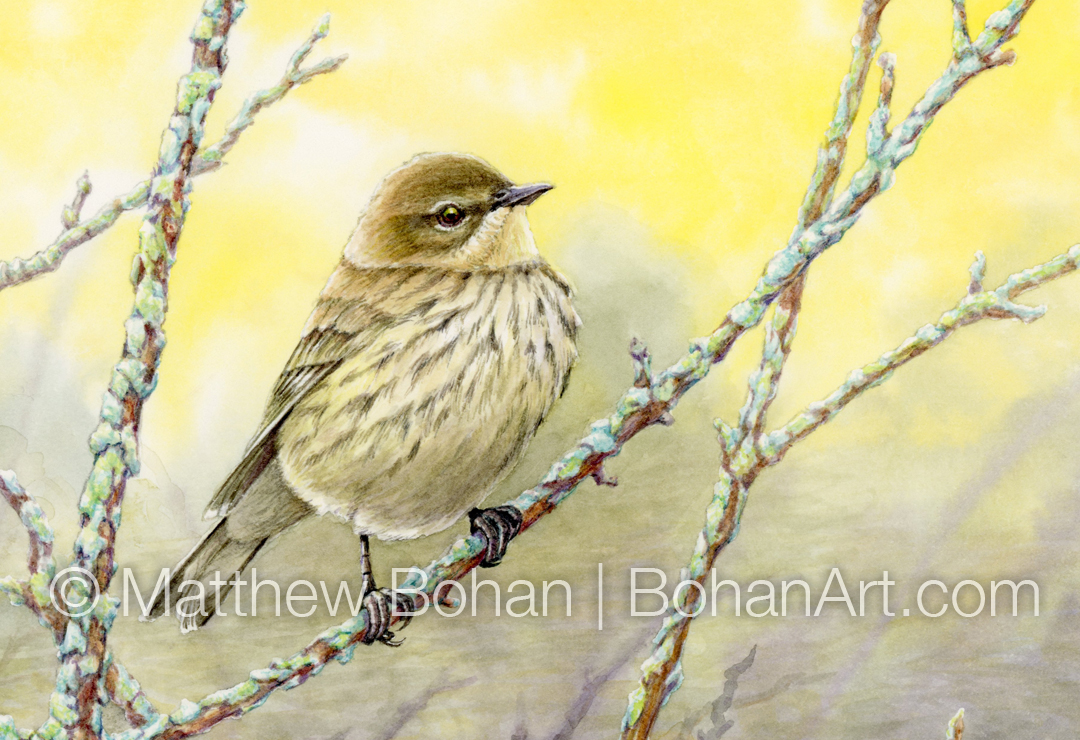 Fall Female Yellow-rumped Warbler Transparent Watercolor and Time-lapse ...